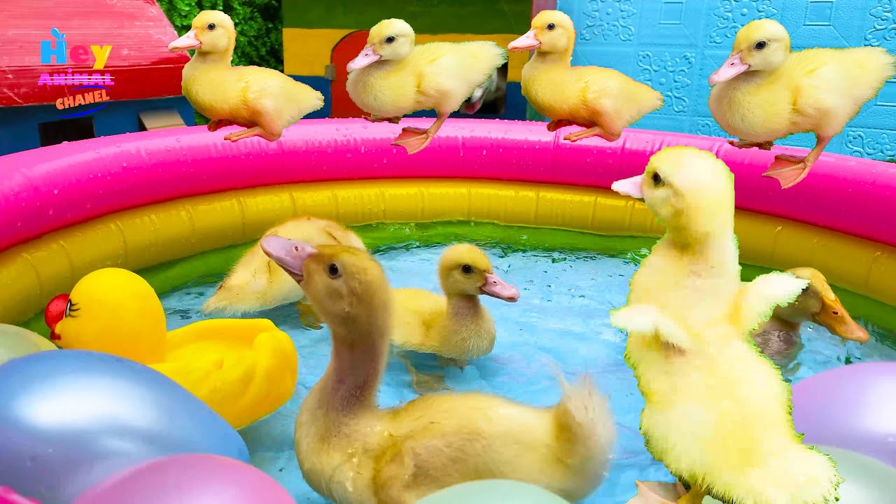 5 little duck Funny Ducklings jump and swim in the mini bath for baby ...