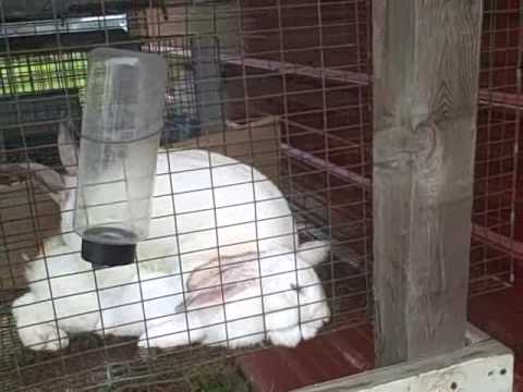 rabbit humping female in the face! - YouTube