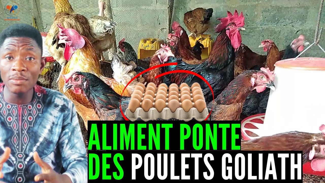 Les 3 CHOSES à SAVOIR sur L'ALIMENT PONTE des Poulets Goliath AVANT L ...