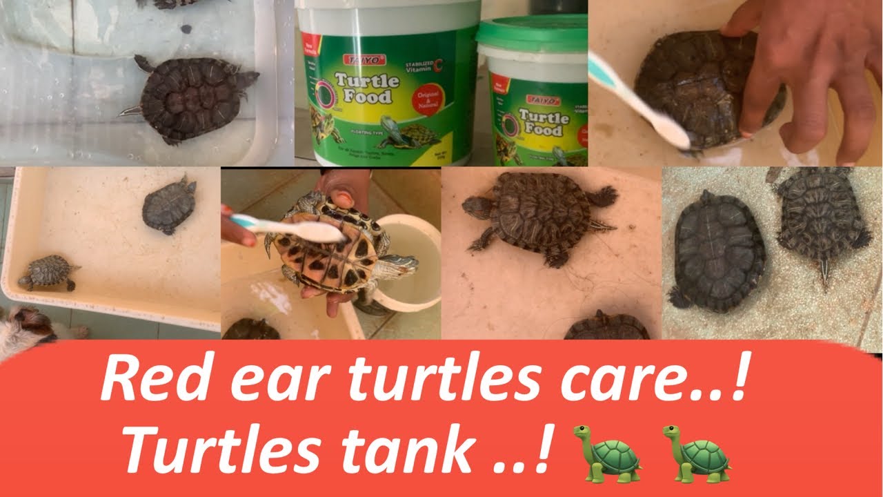 Red ear turtle care/ red ear turtle/ turtles video - YouTube