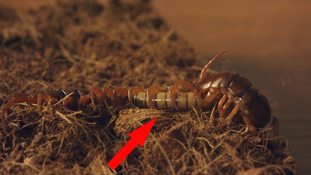 giant centipede feeding|Thai centipede red dragon in good mental state ...