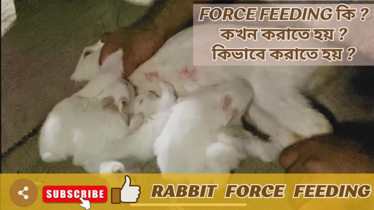 Force Feeding rabbit bunny pets cute viral YouTube force-feeding-rabbit-bunny-pets-cute-viral-youtube