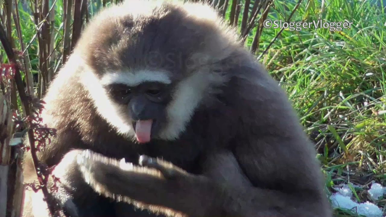 Gibbons Going Bonkers On A Snowy Day - YouTube