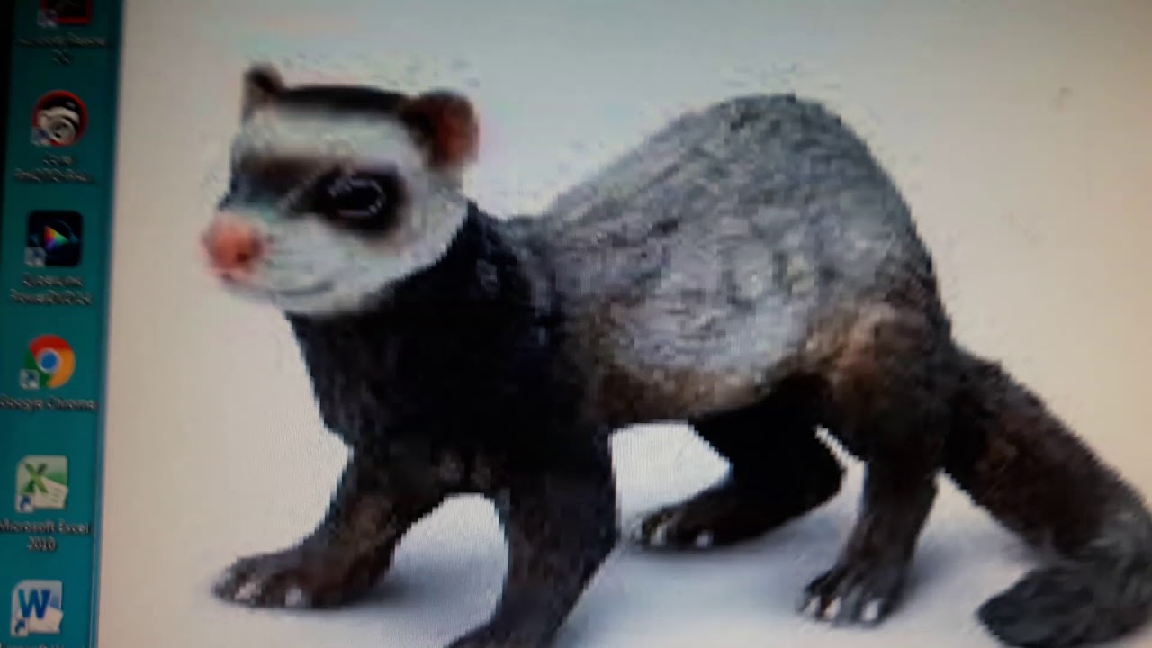 Ferret Sound Effects - YouTube