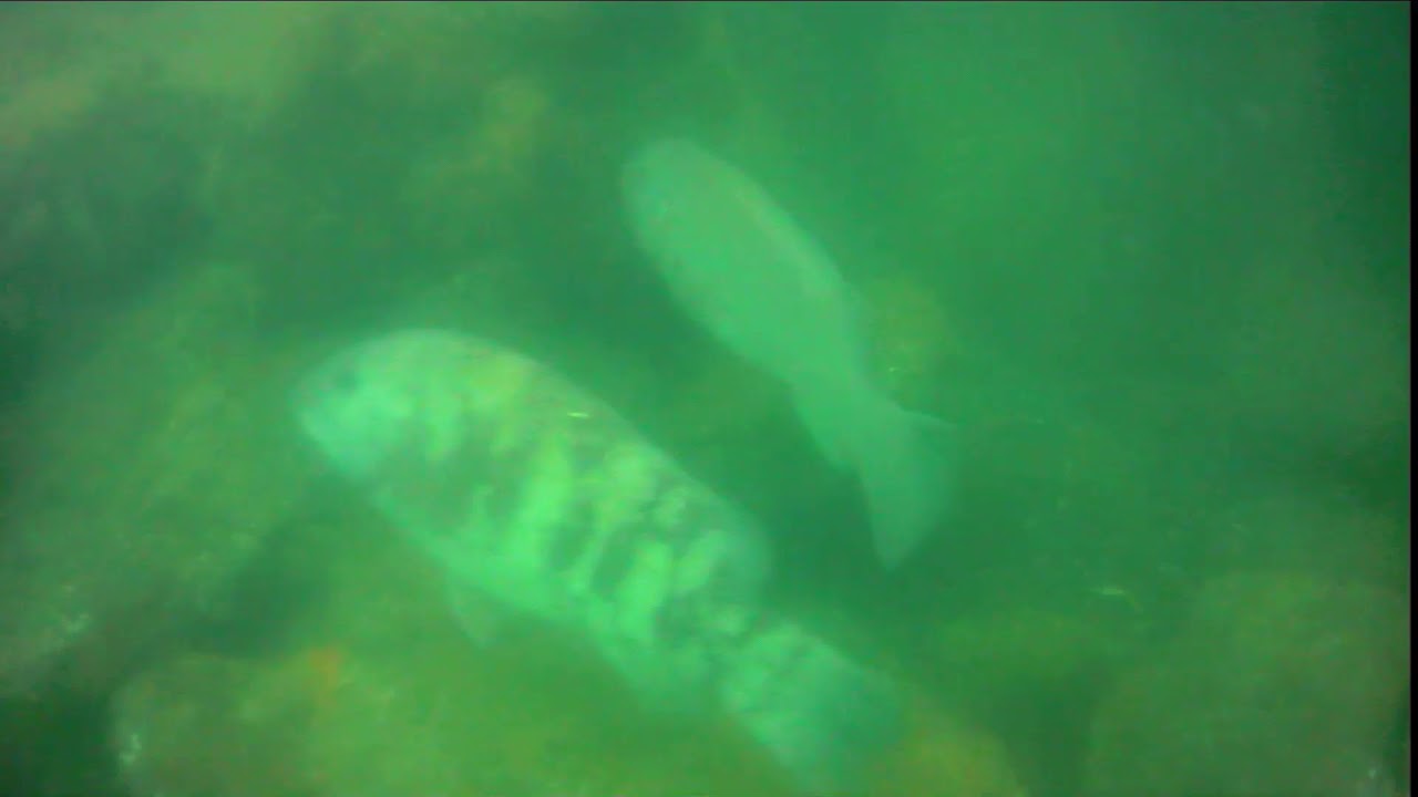 Massachusetts Maritime Academy Live Underwater Benthic Camera 22SEP20 ...