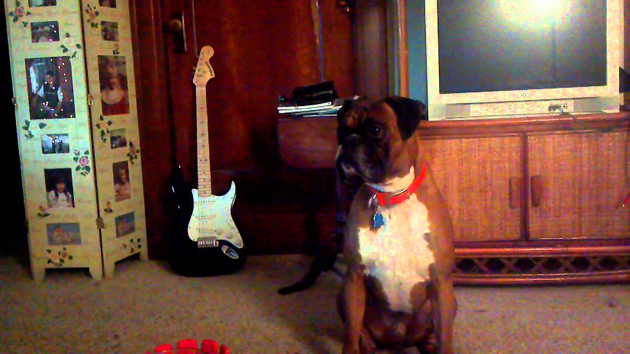My boxer begging to go for a walk - YouTube