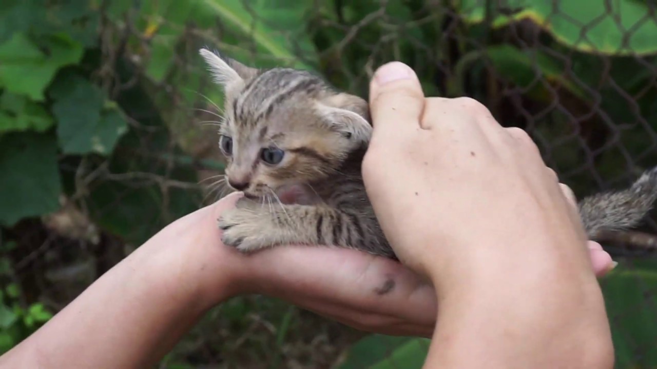 Rescue the kitten that slipped down the drain pipe | God has rescued ...