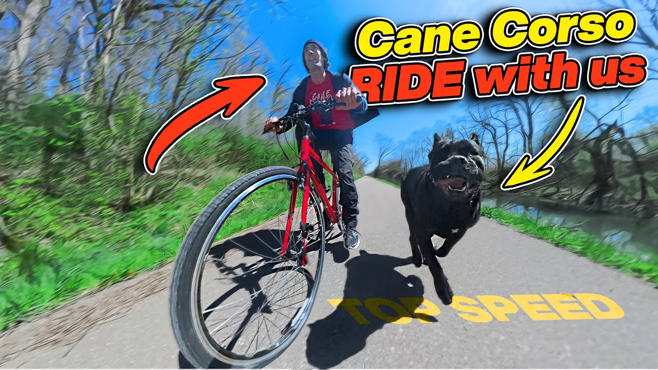 Cane Corso Off Leash Training Session - Come RIDE With Us - YouTube