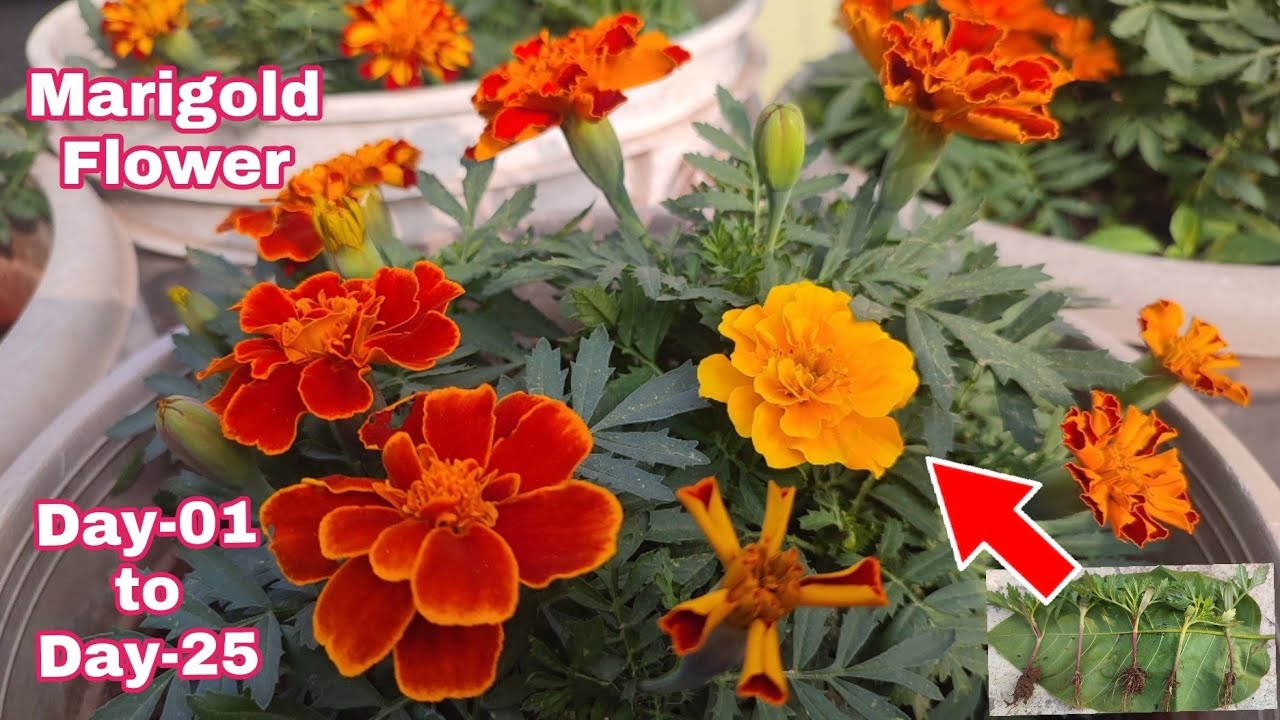 Marigold Flower Grow at Home 01 to 25 Days - YouTube