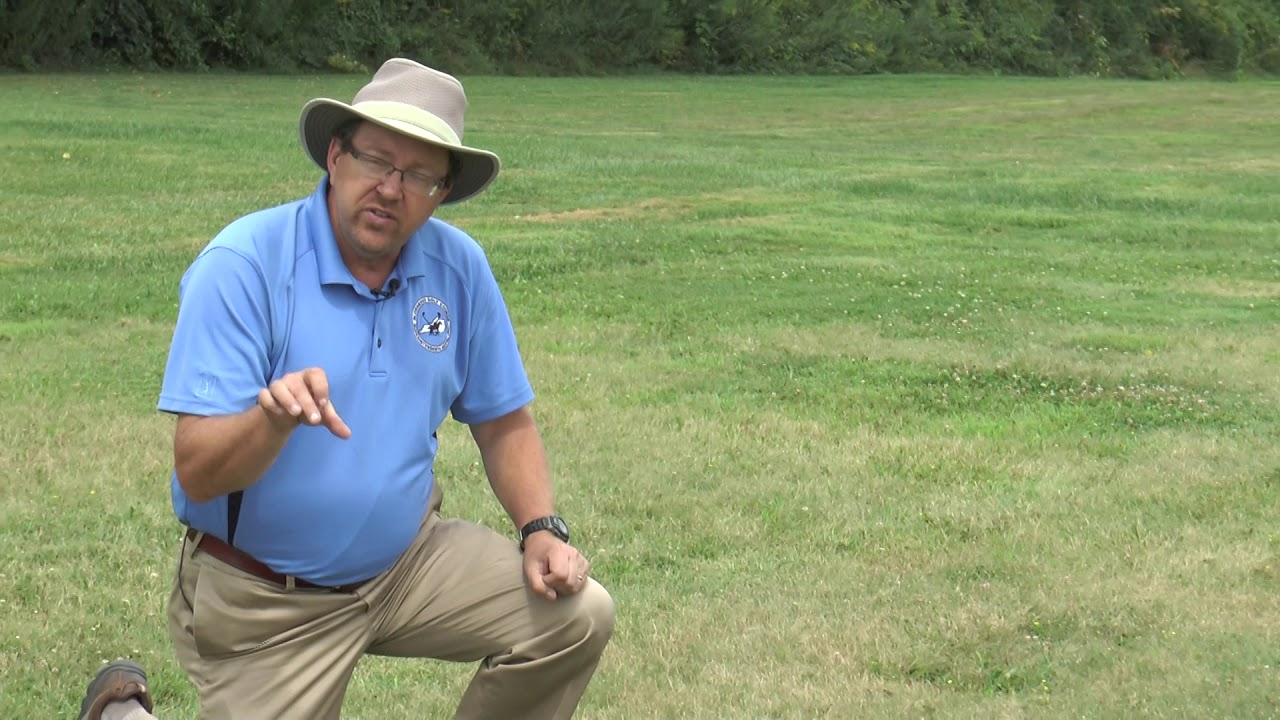 Buffalograss Youtube