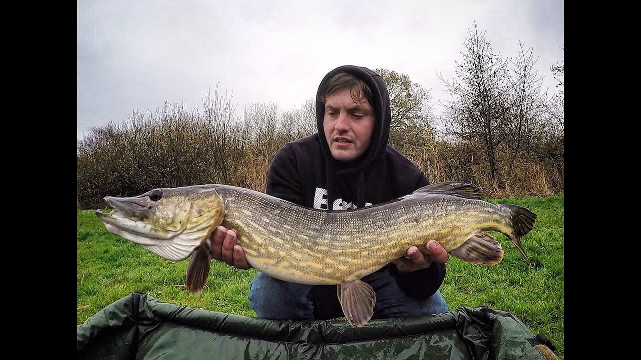 deadbaiting for pike - YouTube
