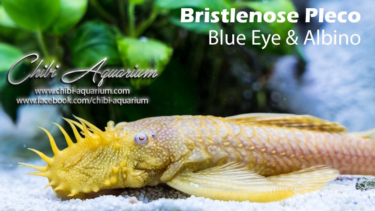 Female Albino Bristlenose Pleco