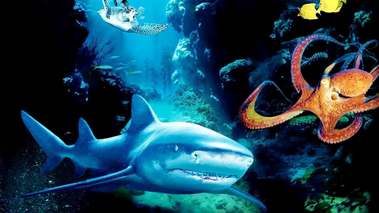 DOCUMENTÁRIO : IMAX DEEP SEA (2006) | BLURAY 2D + 3D + LUVA | UNBOXING ...