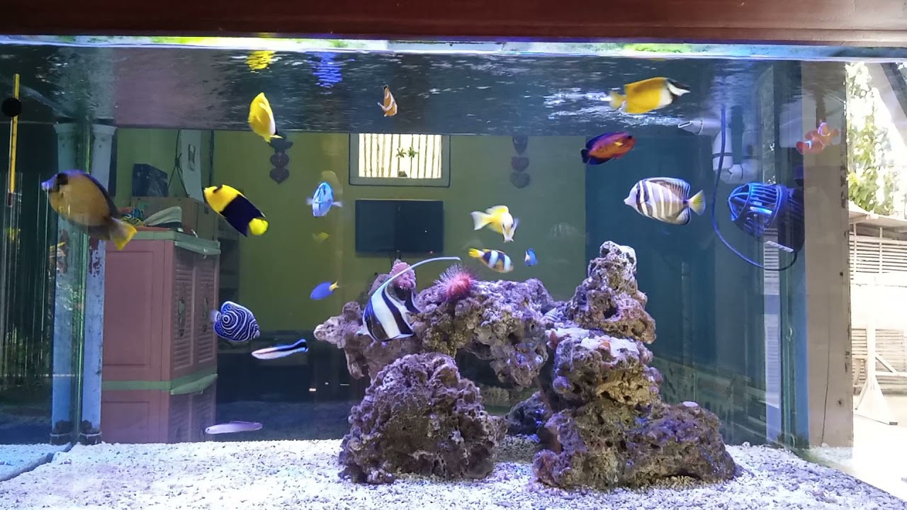 Fish only saltwater tank Malang okus - YouTube