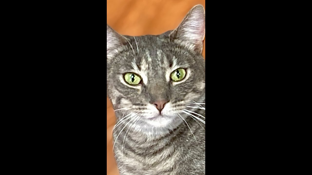 🐱 Adorable Cat Parade: LIVE from the Pet Store Floor! Watch Cute ...