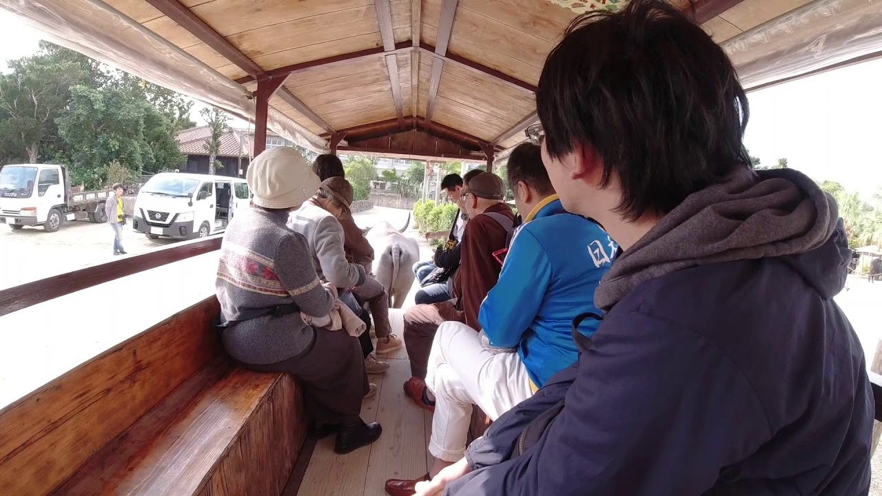 Taketomi Island Water Buffalo Ride - YouTube