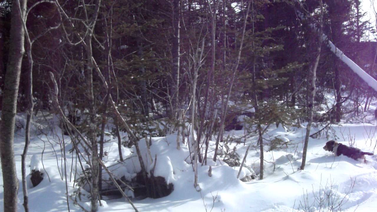 Snow hound - YouTube