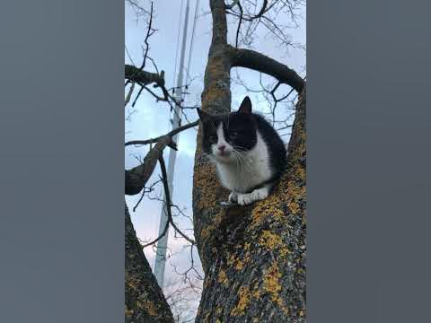 Собаки загнали на дерево - YouTube