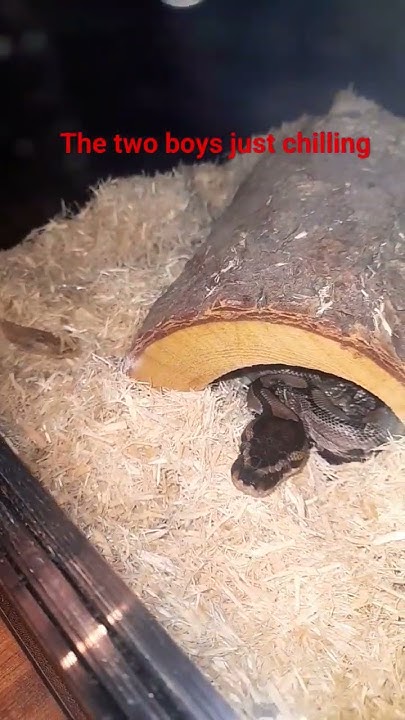 ball python s just chilling. - YouTube