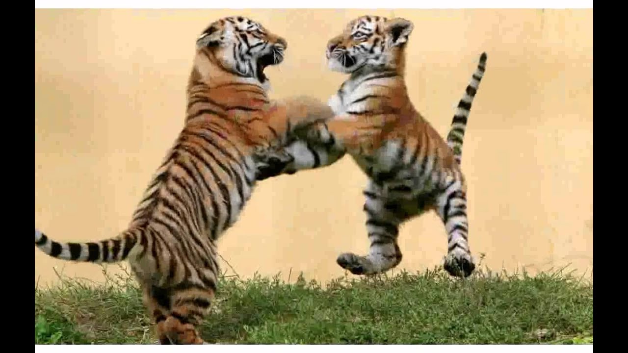 Cute Tiger Cub - pictures - YouTube