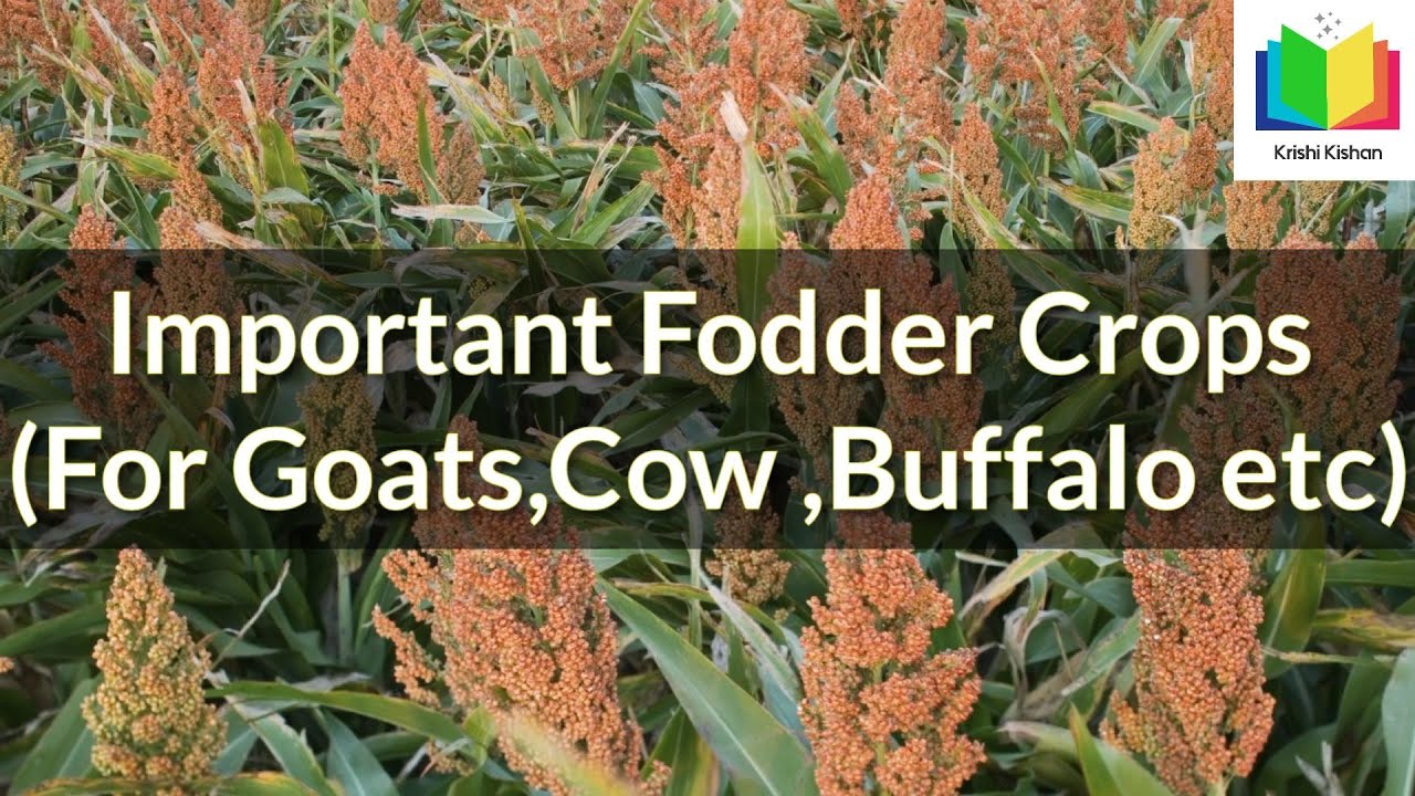 important Fodder Crops|| Fodder plants for Animals - YouTube