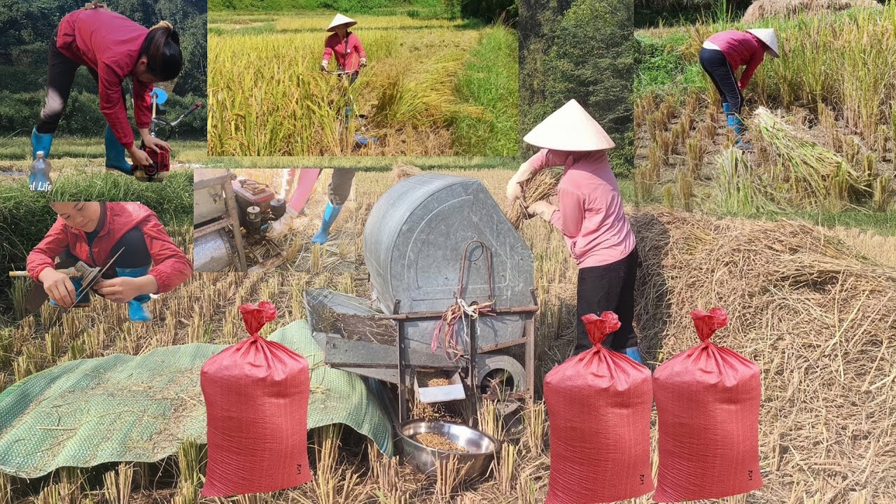 Harvest Rice,How to Harvest Rice - Peaceful Rural Life - YouTube