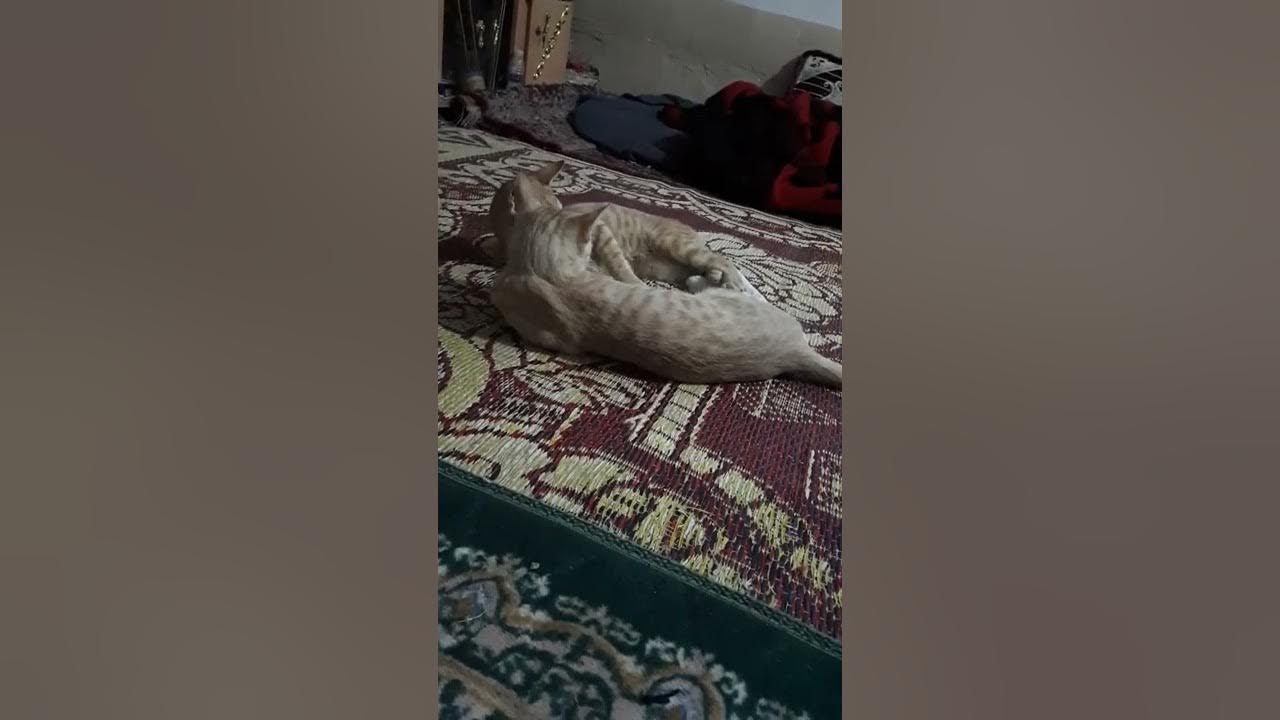ريمي ورامي يلعبون احلى قططلعب قطط Youtube