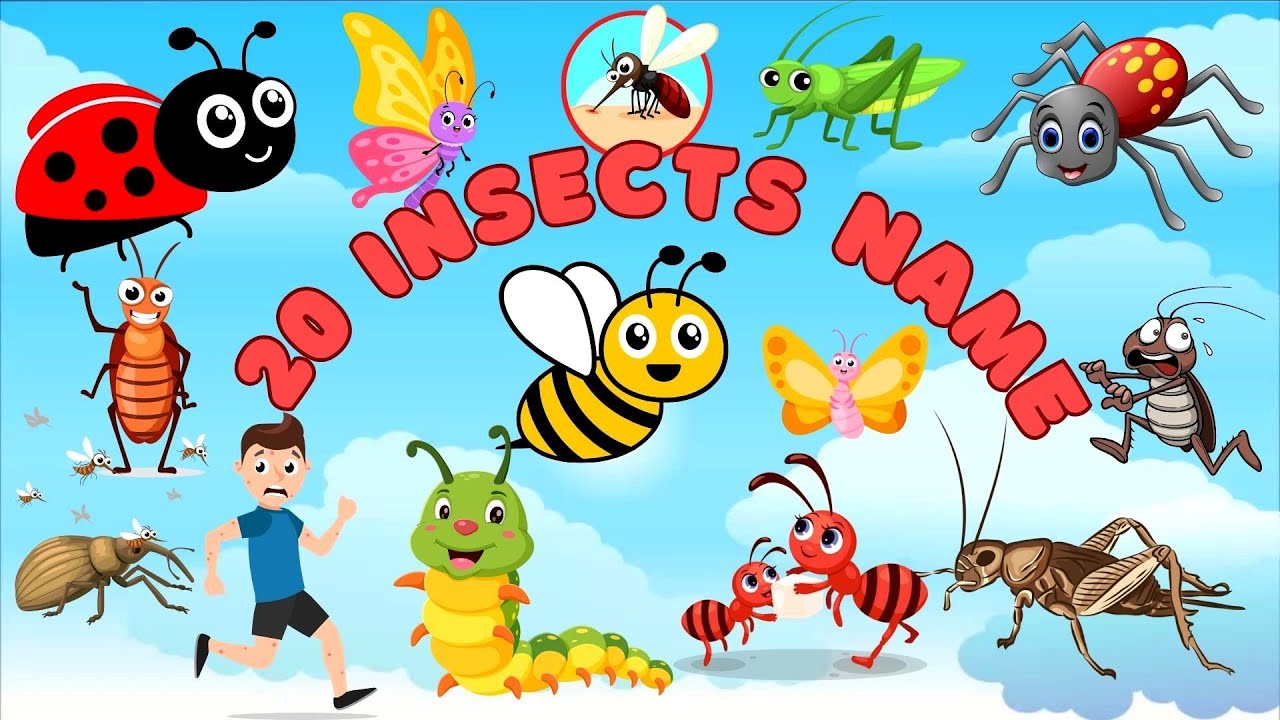 20 INSECTS NAME I INSECTS NAME I NAME OF INSECTS I KIDS EDUCATION - YouTube