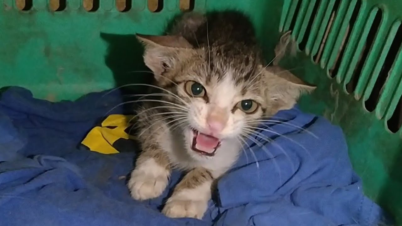 Rescue Feral Kitten Is Angry He Is Trying To Attack And He Is Hissing ...