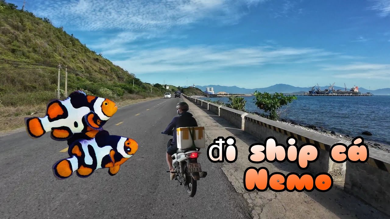 Đi ship cá nemo và chia sẻ cách nhận biết cá nemo chuẩn bị đẻ | Văn Học ...