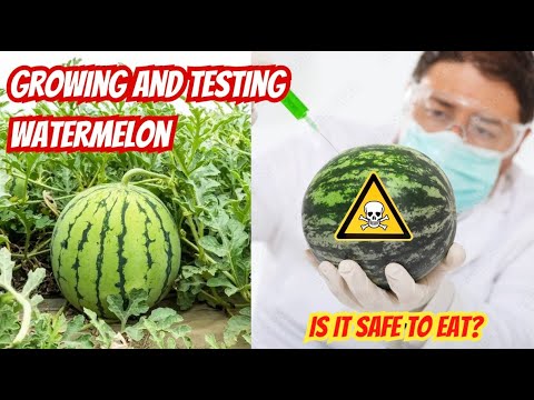 Growing Watermelon and does the store really inject coloring in it ...