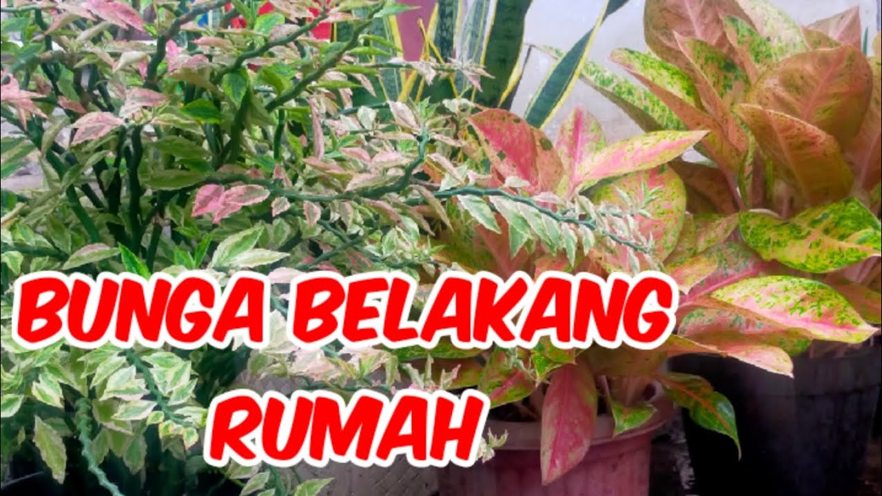 INI KOLEKSI BUNGA MAMA ARROFI - YouTube