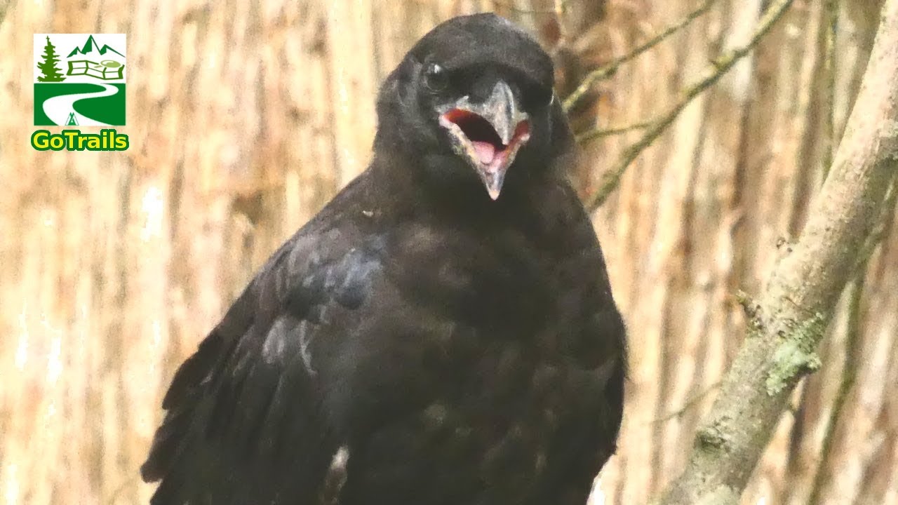 American crow cawing / call loud sound | Juvenile - YouTube
