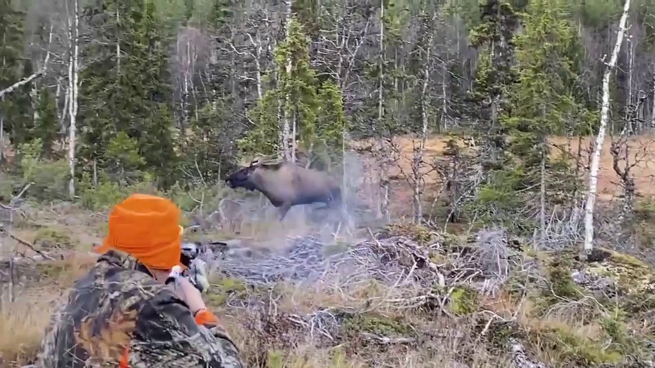 Moose hunt almost goes wrong - YouTube