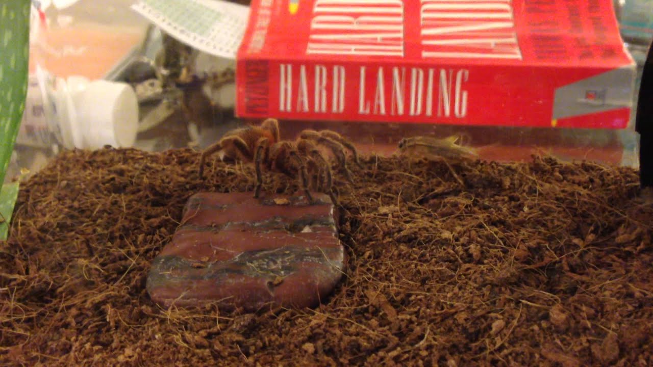 P. (Paraphysa) scrofa tarantula ignoring & running away from his ...