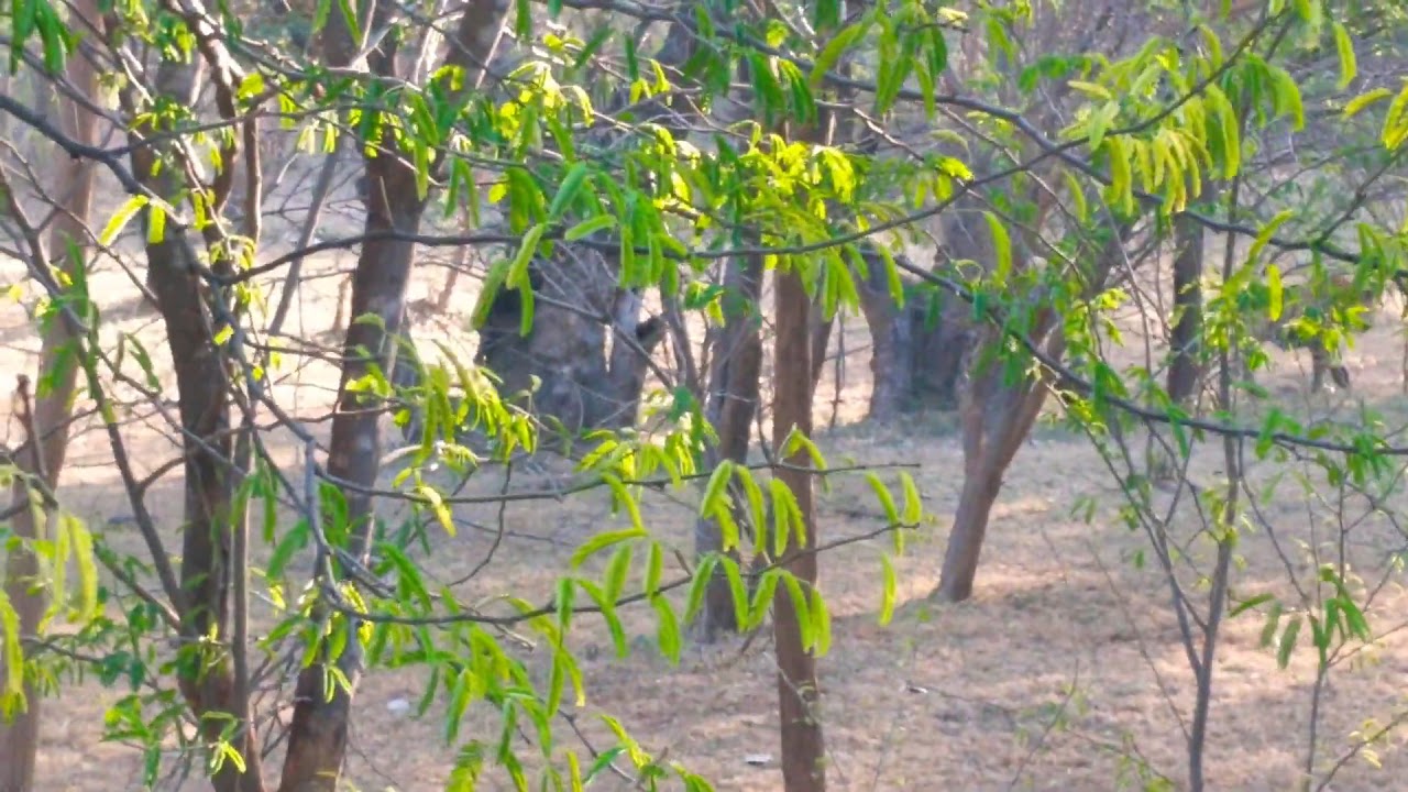 T 42 Fateh Ranthambore January 26 2020 - YouTube