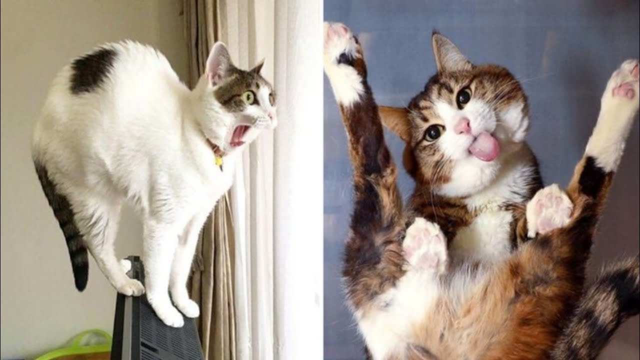 Funny animals - Funny cats / dogs - Funny animal videos | Cute Aww #117 ...