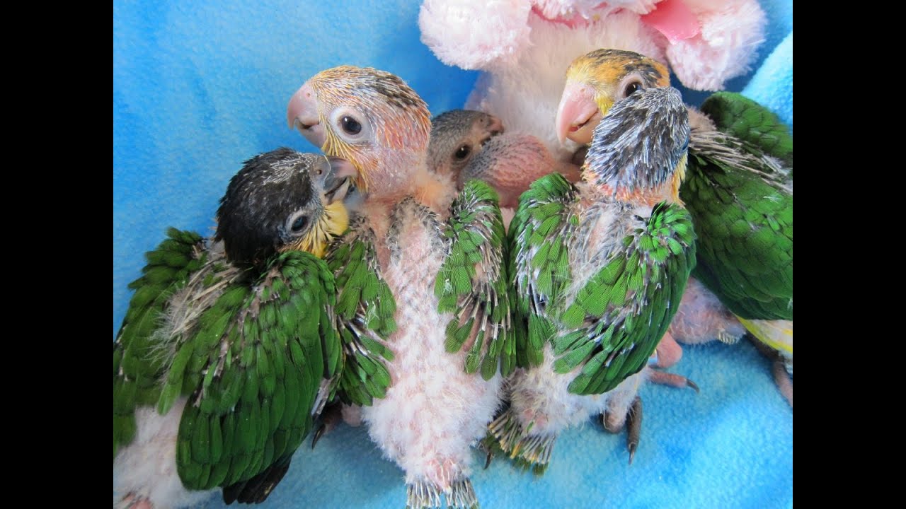 6-7 week old Baby Caiques -- White Bellied Caiques and Black Headed ...