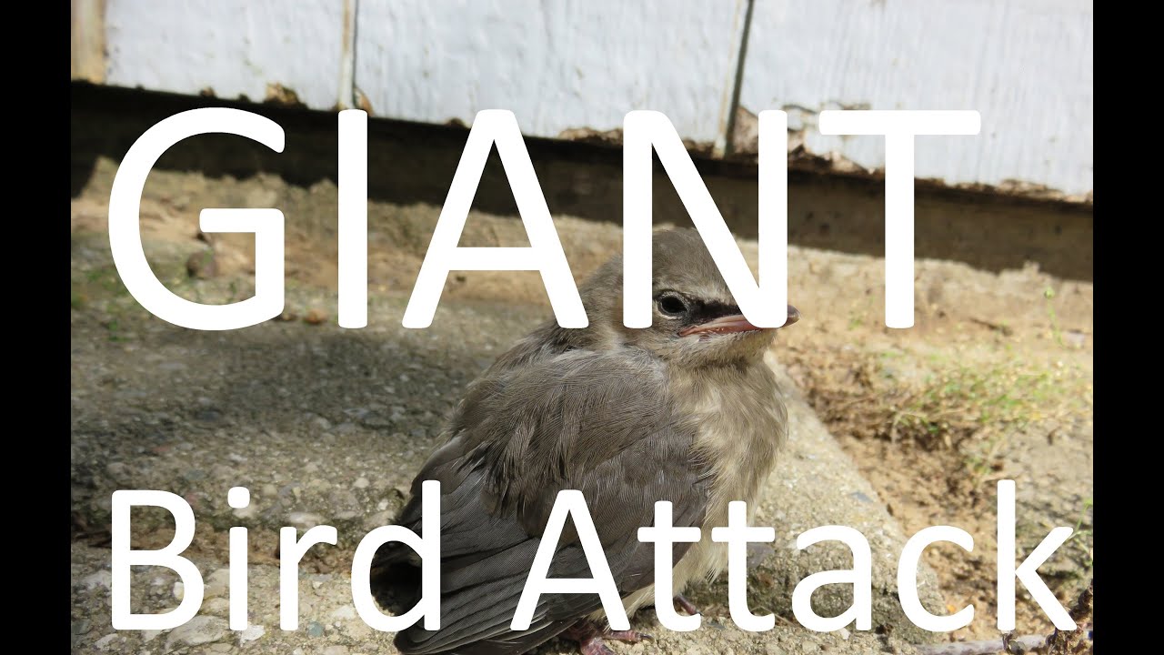 *GIANT* Bird Attack Makes Me Freak Out - YouTube