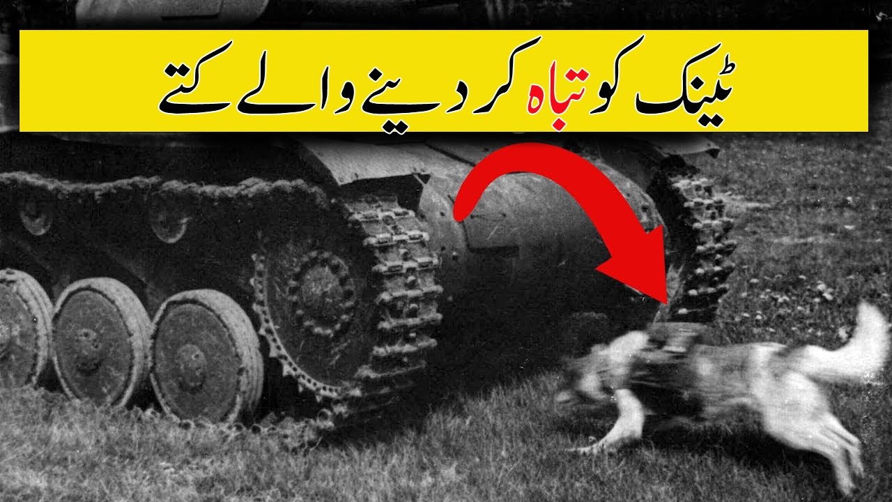 World War 2 || Amazing animals who fought in war || Episode 1 - YouTube