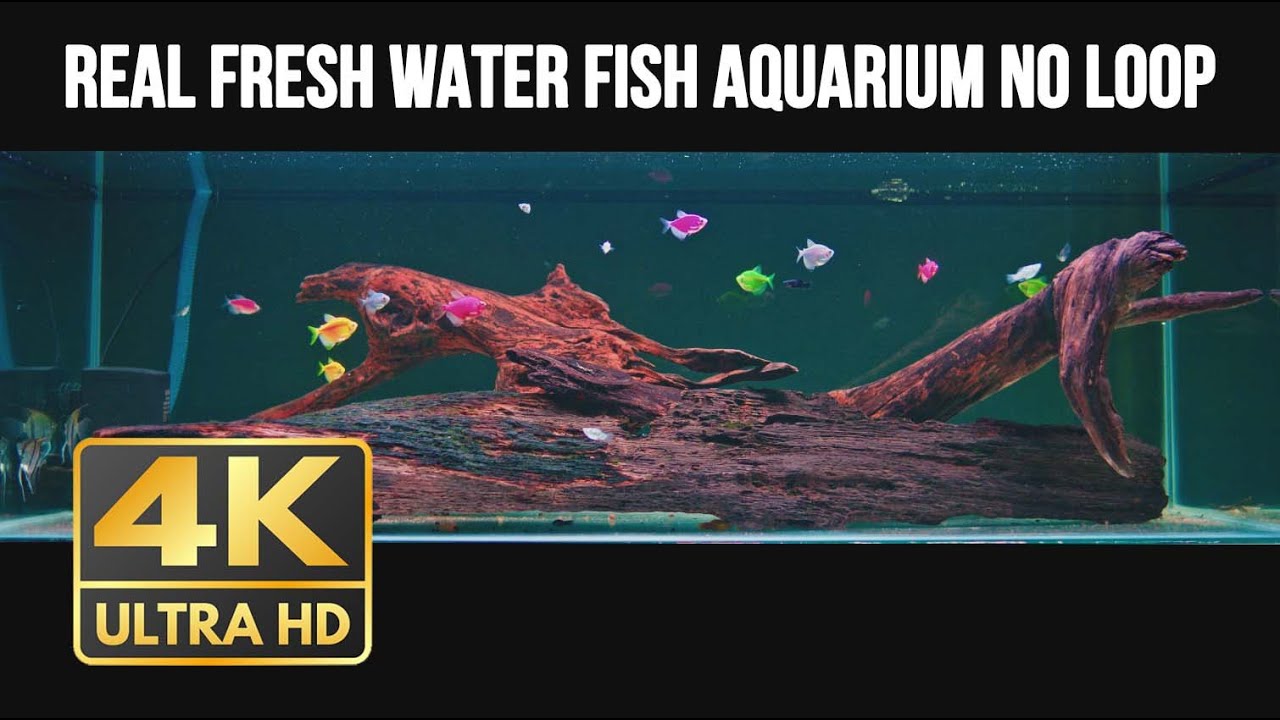 4K Ultra Wide Aquarium Live Fish No MUSIC no LOOP screen saver - YouTube