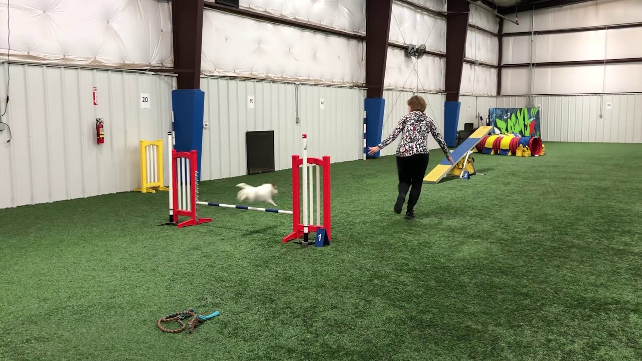 UKI Novice Agility - YouTube