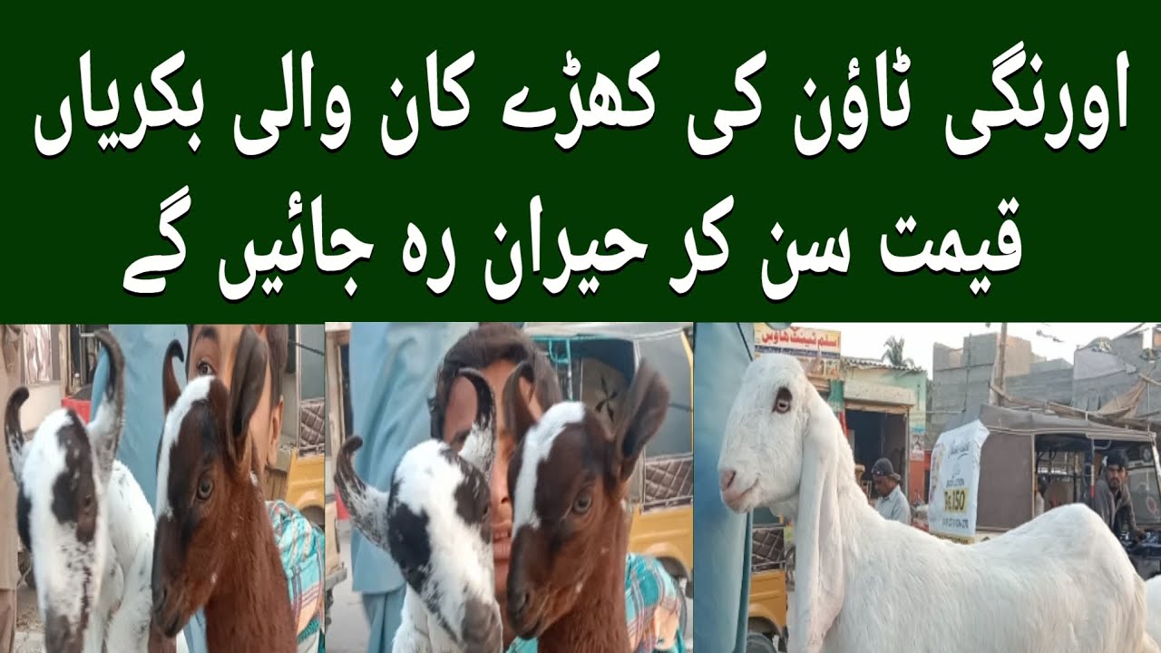 ORANGI TOWN KI SASTI BAKRA PERI || KHARE KAN WALI BAKRIA || GULABI ...