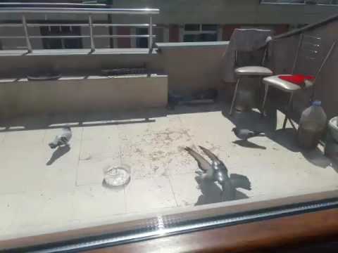 Mardin güvercin kapısması kavga etmesi