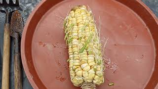 玉蜀黍/粟米/玉米培苗.Indian Corn/ Maize (Zea mays Linn)