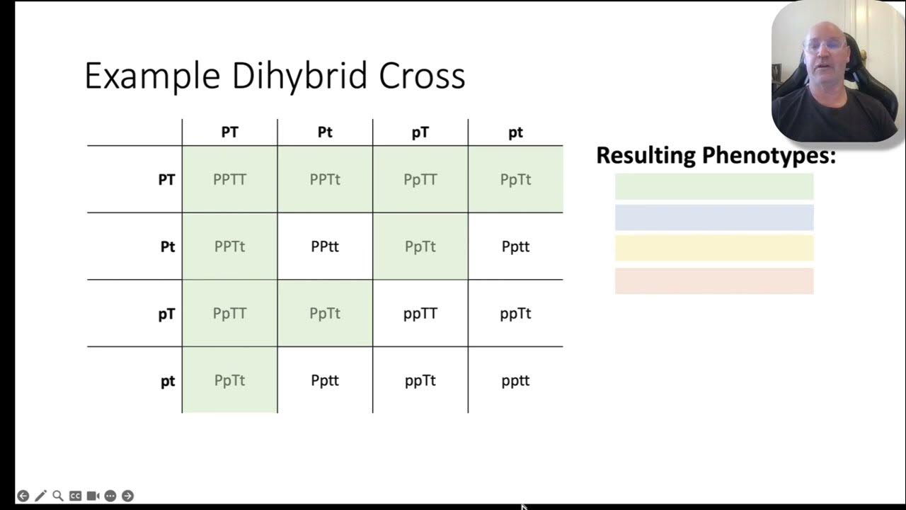 Inheritance part 1- Punnet squares for monohybrid and dihybrid crosses ...