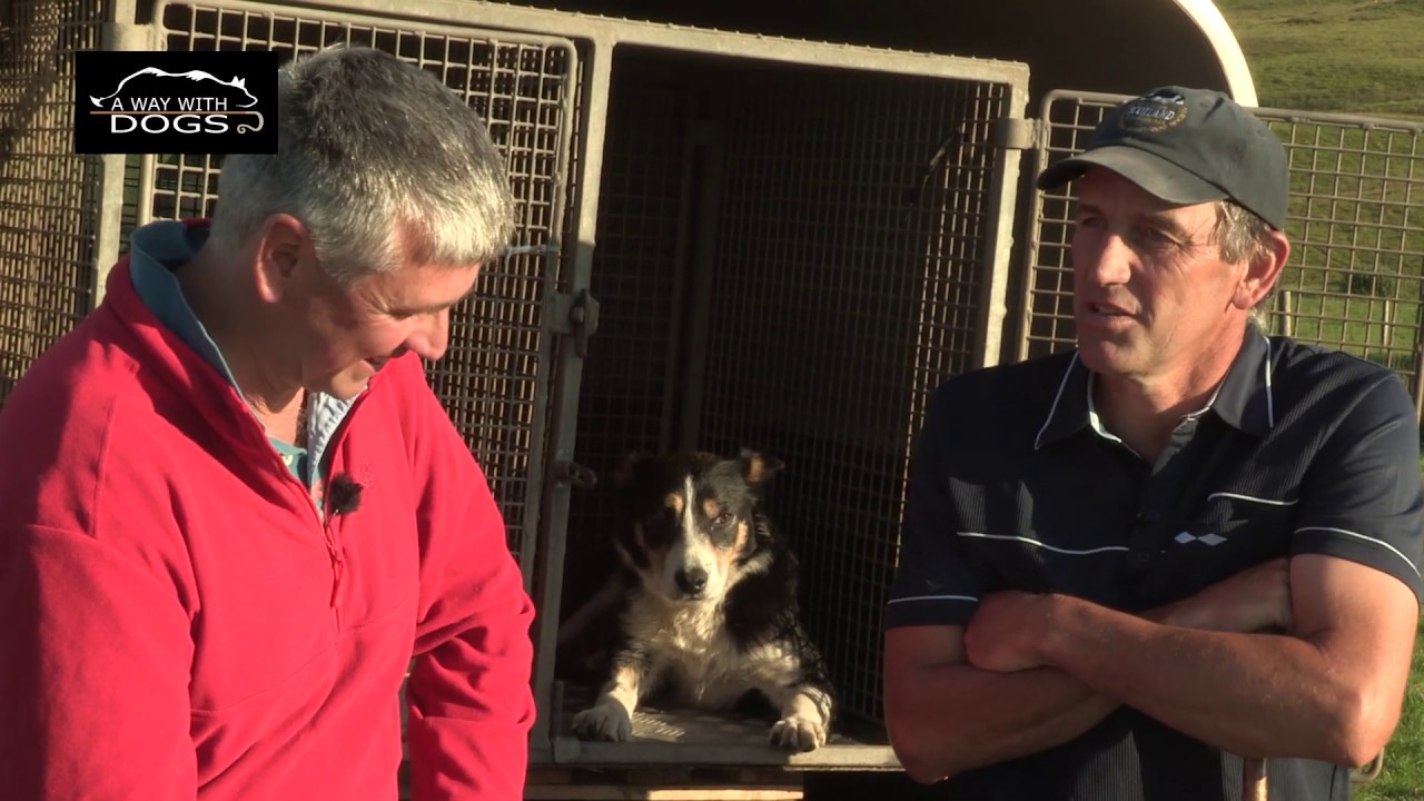 4. Sheepdog Trial Scottish National Ch. Neil Gillon meets Paddy Fanning ...