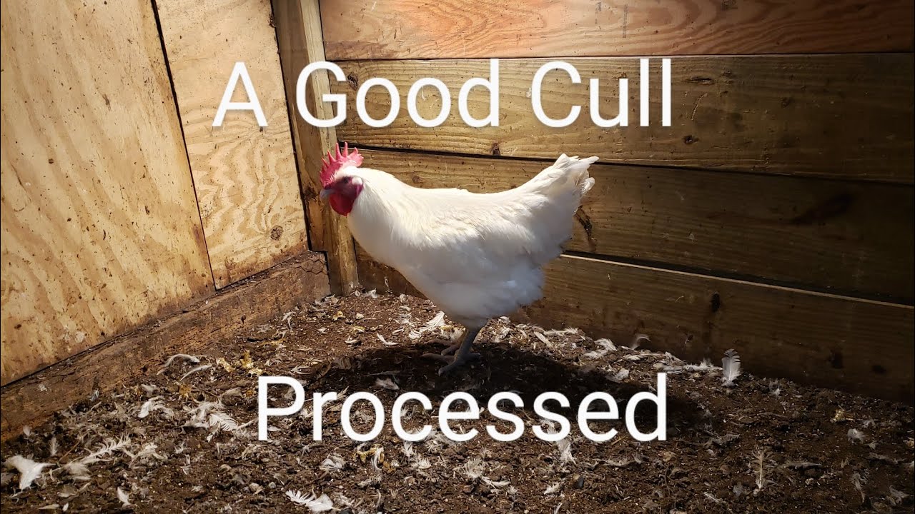 American Bresse - The right cull - 5 month old Cockerel - YouTube