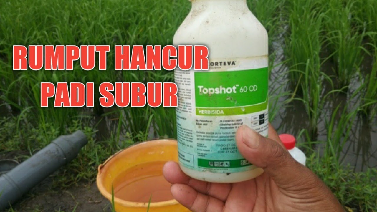 Obat rumput paling ampuh, jenis herbisida pra tumbuh untuk padi - YouTube