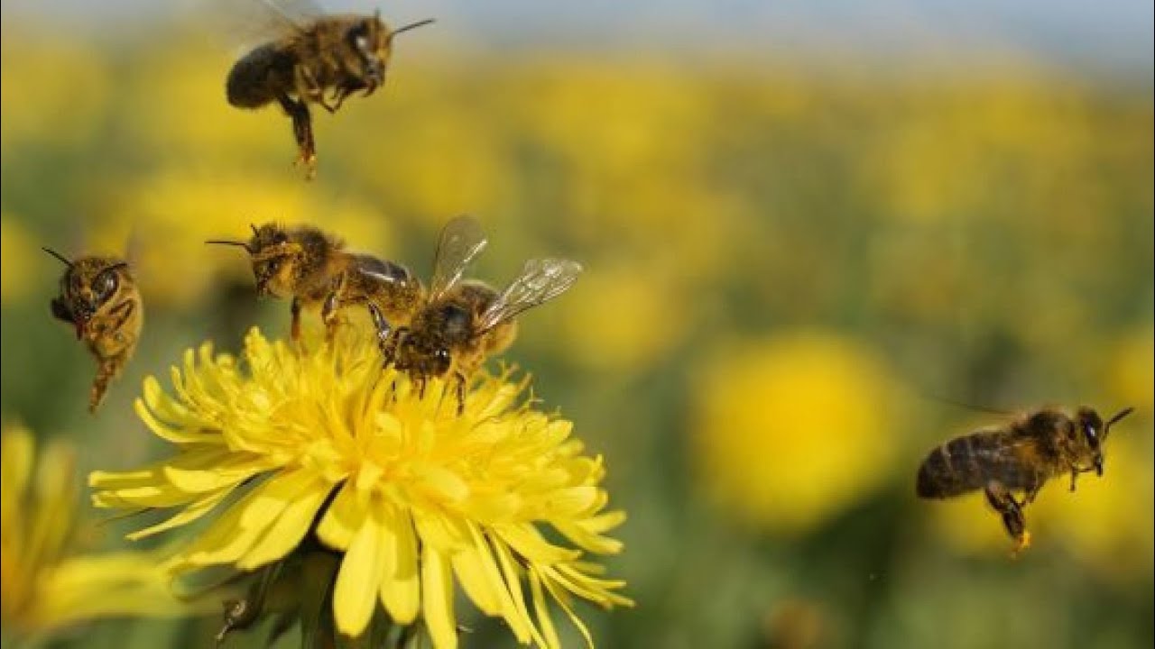 Brahmari (Humming Bee Breath), A Calming & Soothing Pranayama with Jean ...